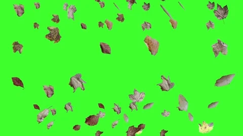 Falling autumn leaves, realistic animati... | Stock Video | Pond5