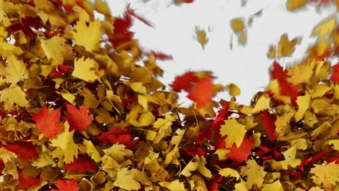 Leaves Transition Stock Video Footage | Royalty Free Leaves Transition ...