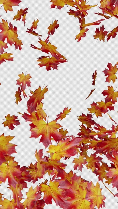Falling Autumn Maple Leaf Transition on ... | Stock Video | Pond5