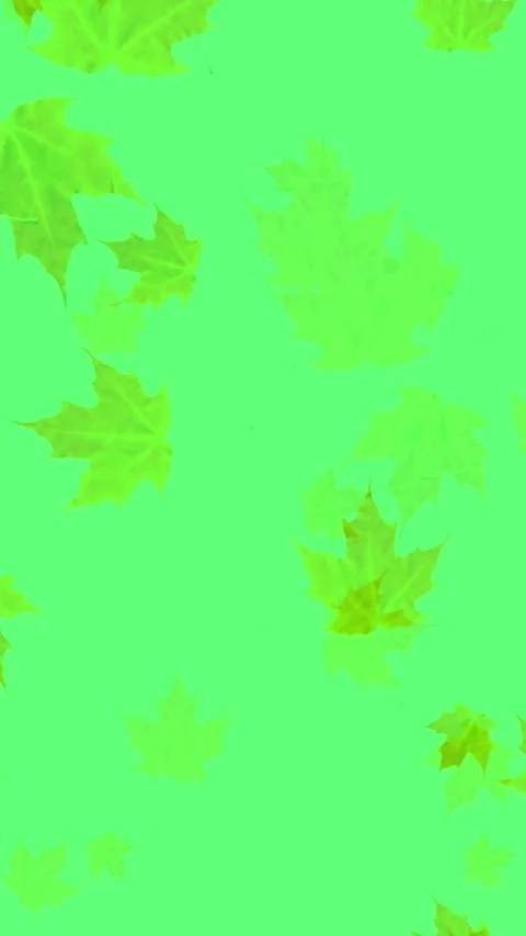 Maple Animation Stock Videos – Royalty-Free HD & 4K Videos | Pond5