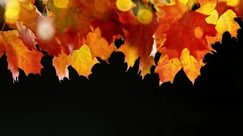 Falling Leaves Black Background Stock Videos – Royalty-Free HD & 4K ...
