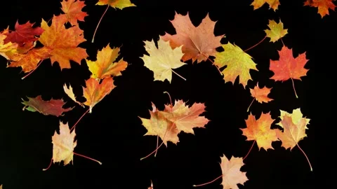 Falling Maple Leaves Stock Video Footage | Royalty Free Falling Maple ...