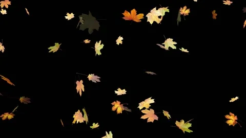 Falling Leaves Isolated Stock Videos – Royalty-Free HD & 4K Videos | Pond5