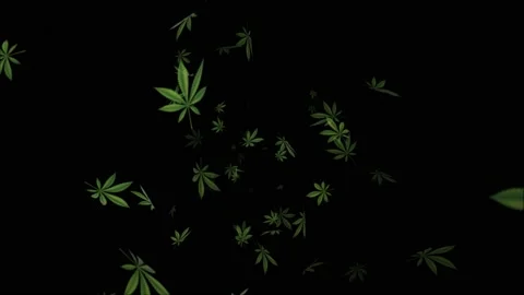 Marijuana Leaf Pattern Stock Footage ~ Royalty Free Stock Videos | Pond5