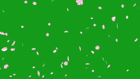 Flowers Falling Green Screen Stock Footage ~ Royalty Free Stock Videos ...