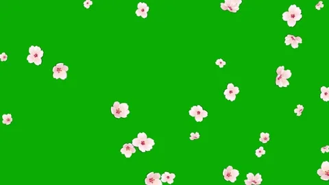 Flowers Falling Green Screen Stock Footage ~ Royalty Free Stock Videos ...
