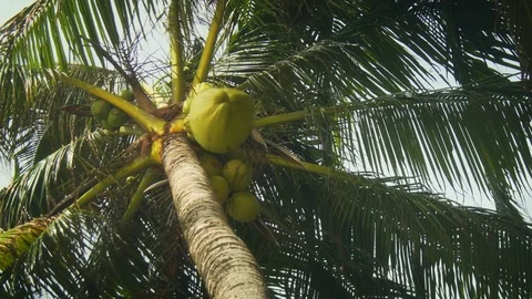 Coconut Falling Stock Footage ~ Royalty Free Stock Videos | Pond5