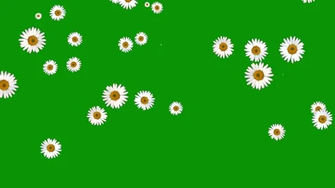 Flowers Falling Green Screen Stock Footage ~ Royalty Free Stock Videos ...