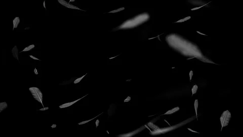 Feathers Falling Stock Videos – Royalty-Free HD & 4K Videos