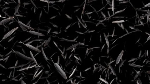 Feather Falling Feathers Stock Video Footage | Royalty Free Feather ...