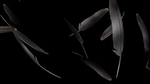 Feathers Disappear Stock Video Footage | Royalty Free Feathers ...