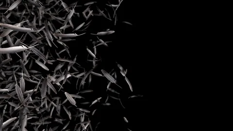 Falling feathers transition effect with... | Stock Video | Pond5