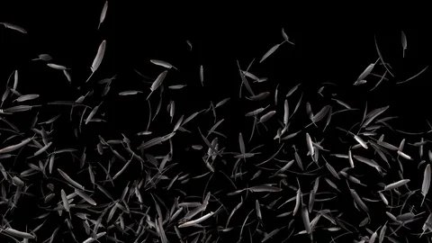 Feathers Falling Stock Video Footage | Royalty Free Feathers Falling ...