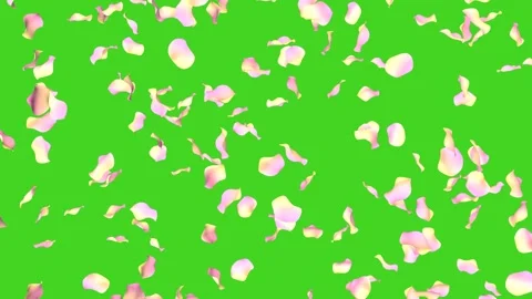 Falling gently pink rose petals on a gre... | Stock Video | Pond5