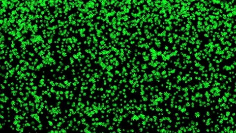 Falling Marijuana Leaves Stock Footage ~ Royalty Free Stock Videos | Pond5