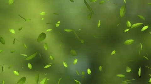 Falling Leaves Alpha Stock Videos – Royalty-Free HD & 4K Videos