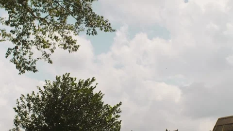 Falling leaves from fig tree branches la... | Stock Video | Pond5