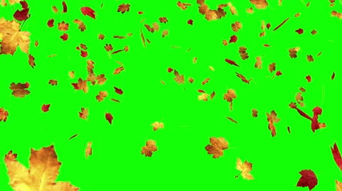 Falling leaves on green screen, 4k | Stock Video | Pond5