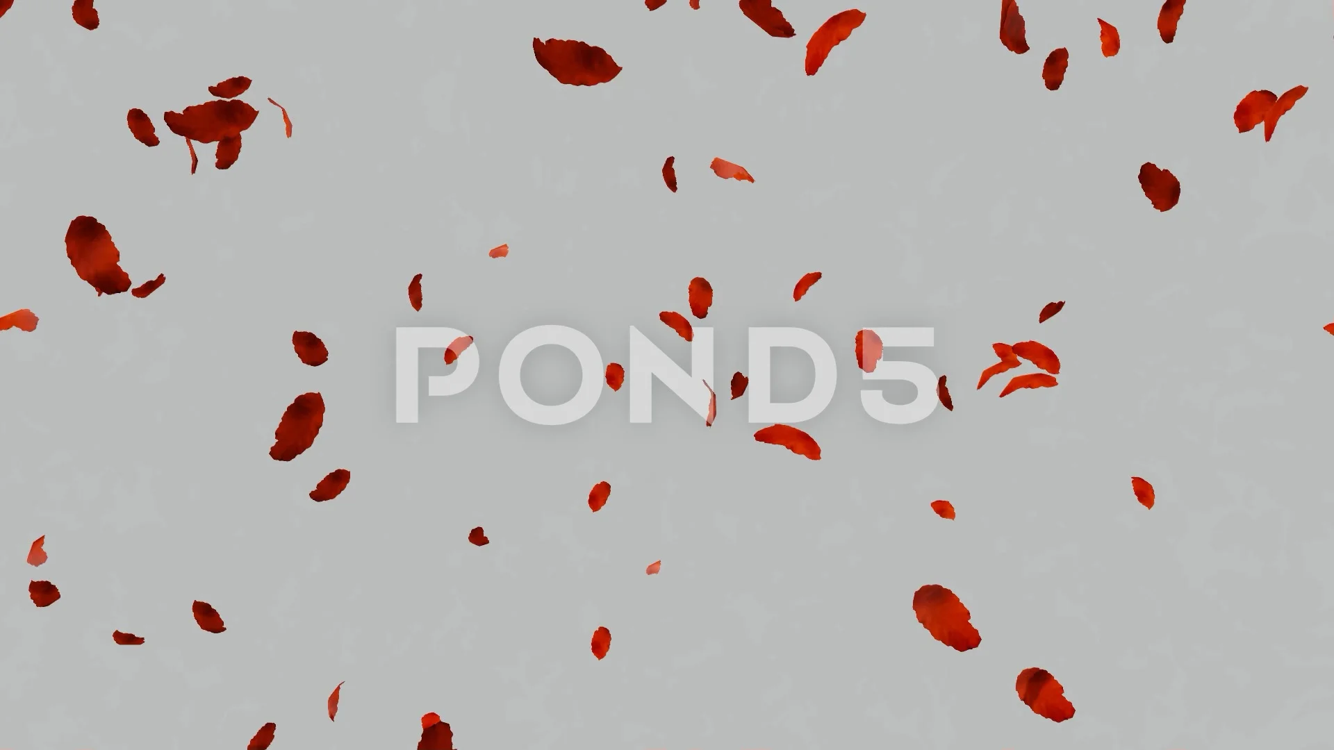 Anime Falling Leaves Transparent Back