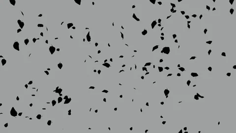 Falling leaves in green screen white and... | Stock Video | Pond5