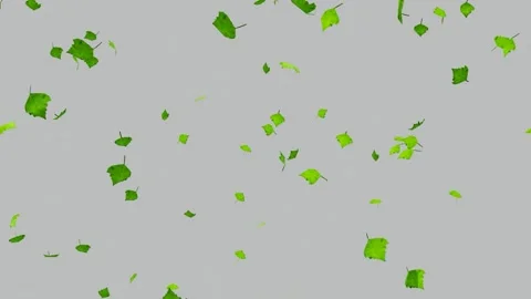Falling leaves in green screen white and... | Stock Video | Pond5