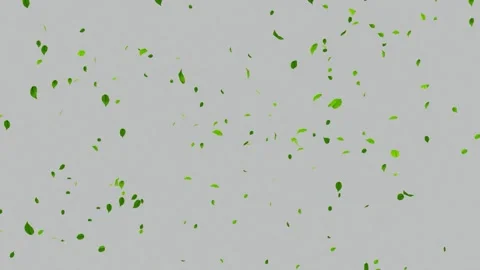 Falling leaves in green screen white and... | Stock Video | Pond5