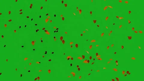 Falling leaves in green screen white and... | Stock Video | Pond5