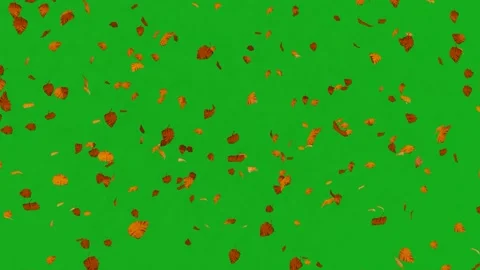 Falling leaves in green screen white and... | Stock Video | Pond5
