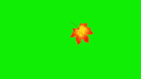 Maple Leaf Falling Stock Videos – Royalty-Free HD & 4K Videos | Pond5