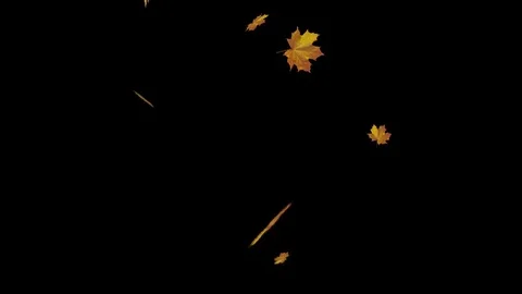 Falling maple leaves with alpha channel | Stock Video | Pond5
