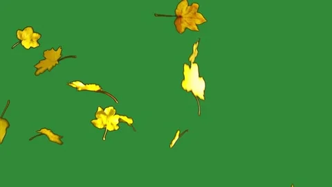 falling maple leaves in slow motion on a... | Stock Video | Pond5