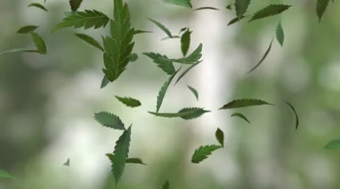 Falling Marijuana Leaves Stock Footage ~ Royalty Free Stock Videos | Pond5