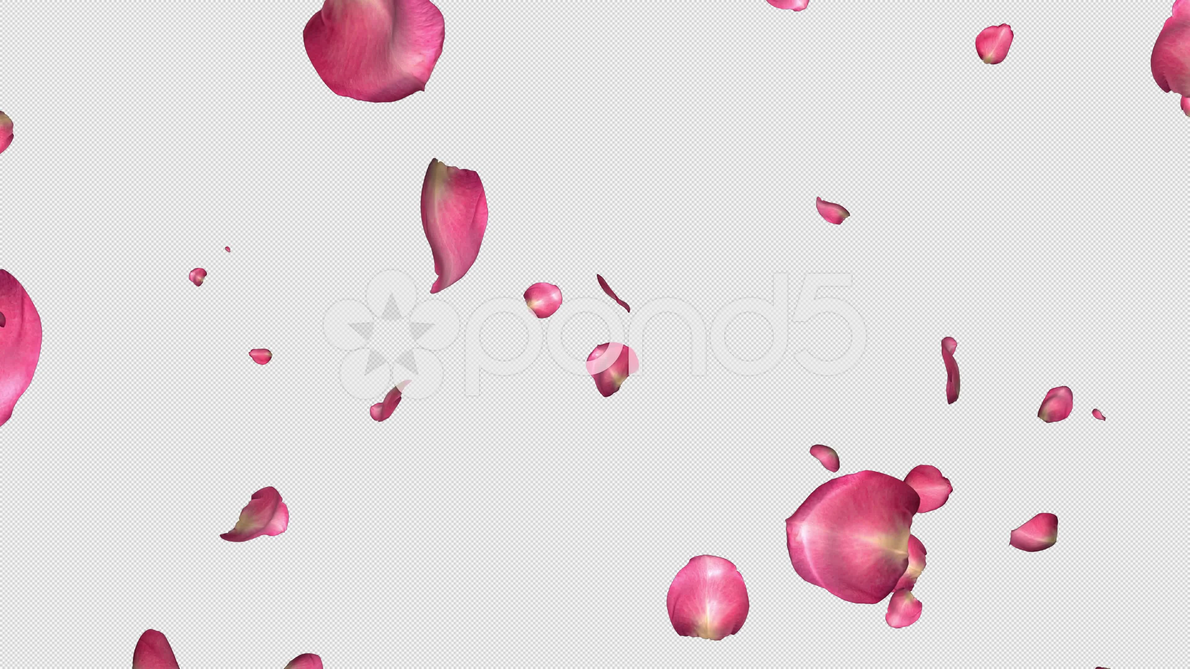 Falling Petals Vector