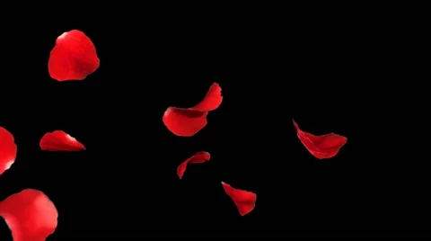 falling petals roses 3d animation with a... | Stock Video | Pond5