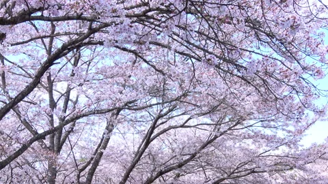 Falling petals of sakura in full bloom. ... | Stock Video | Pond5