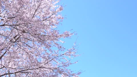 Falling petals of sakura in full bloom. ... | Stock Video | Pond5