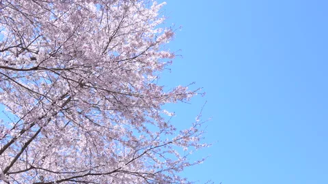 Falling petals of sakura in full bloom. ... | Stock Video | Pond5