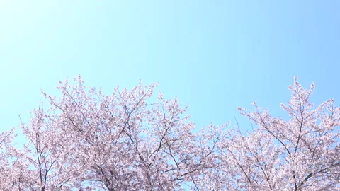 Falling petals of sakura in full bloom. ... | Stock Video | Pond5
