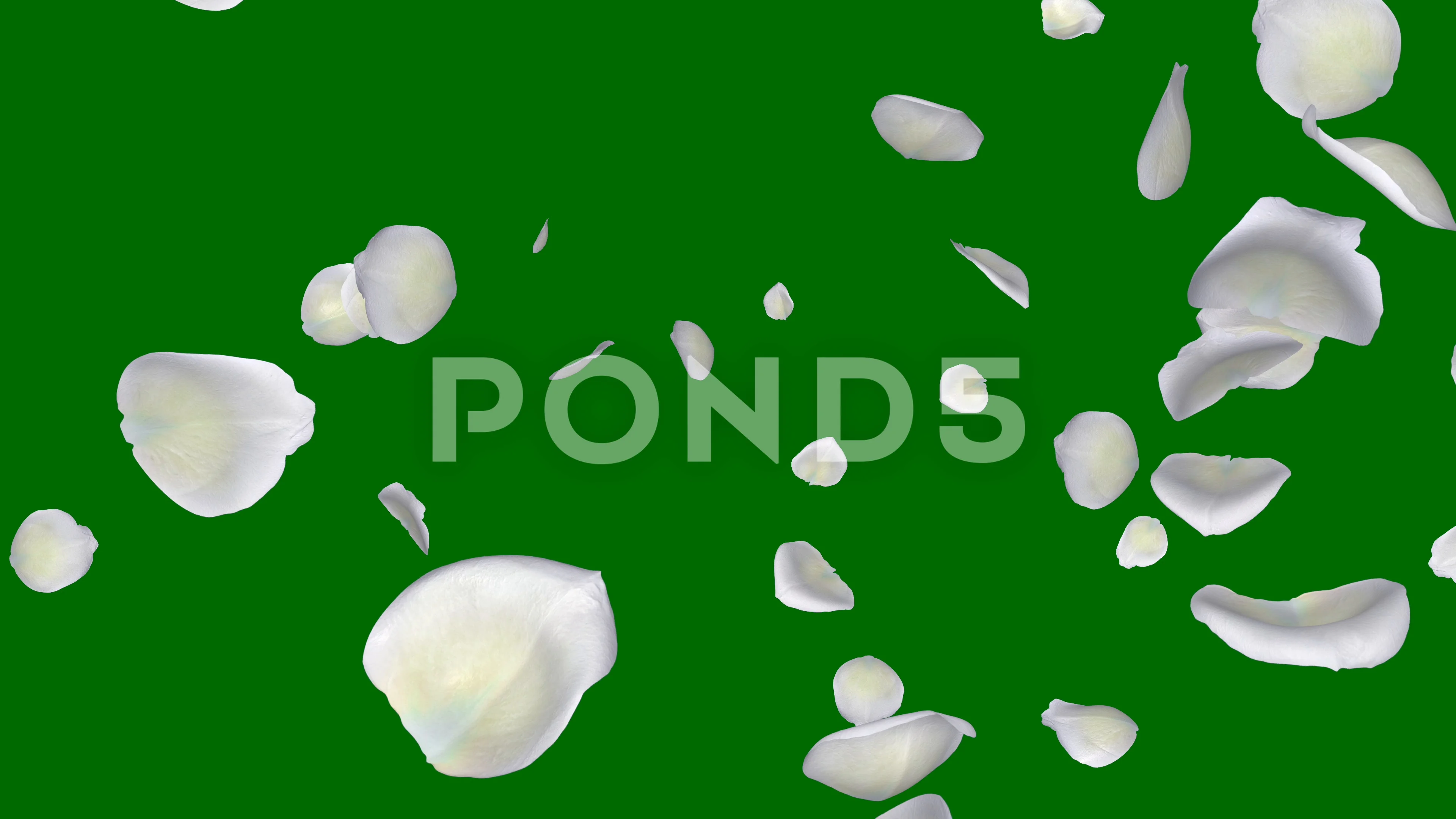 White Flower Petals Falling