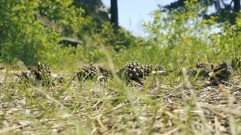 Pinecone Falling Stock Videos – Royalty-Free HD & 4K Videos | Pond5