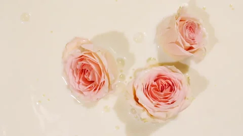 White Rose Falling Stock Footage ~ Royalty Free Stock Videos | Pond5