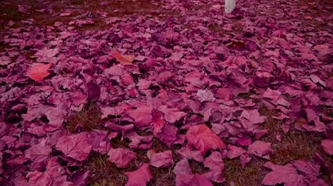 falling purple leaves full on ground. | Stock Video | Pond5