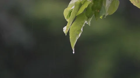 Falling raindrops and leaves and the sou... | Stock Video | Pond5
