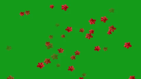 Falling red flowers with green screen ba... | Stock Video | Pond5