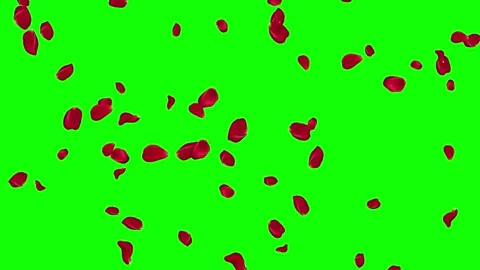 Falling Red Rose Petals Green Screen Mot Stock Video Pond5
