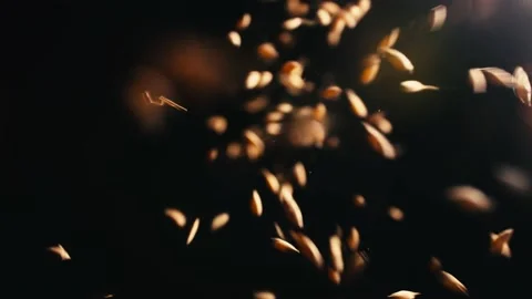 Rice Grains Stock Footage ~ Royalty Free Stock Videos | Pond5