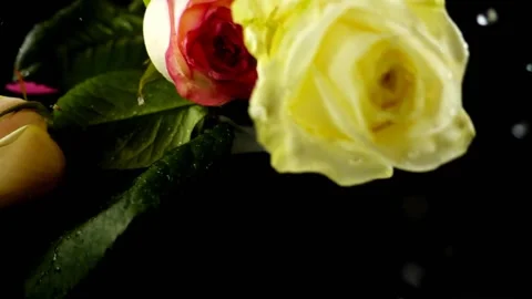 The falling rose and satin ribbon on a b... | Stock Video | Pond5