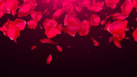 Falling Rose Petals on black background | Stock Video | Pond5