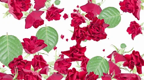 Falling Roses as background video (with ... | Stock Video | Pond5