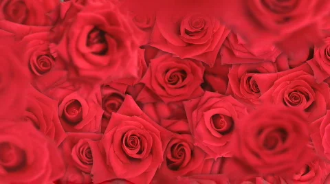 Falling Roses | Stock Video | Pond5